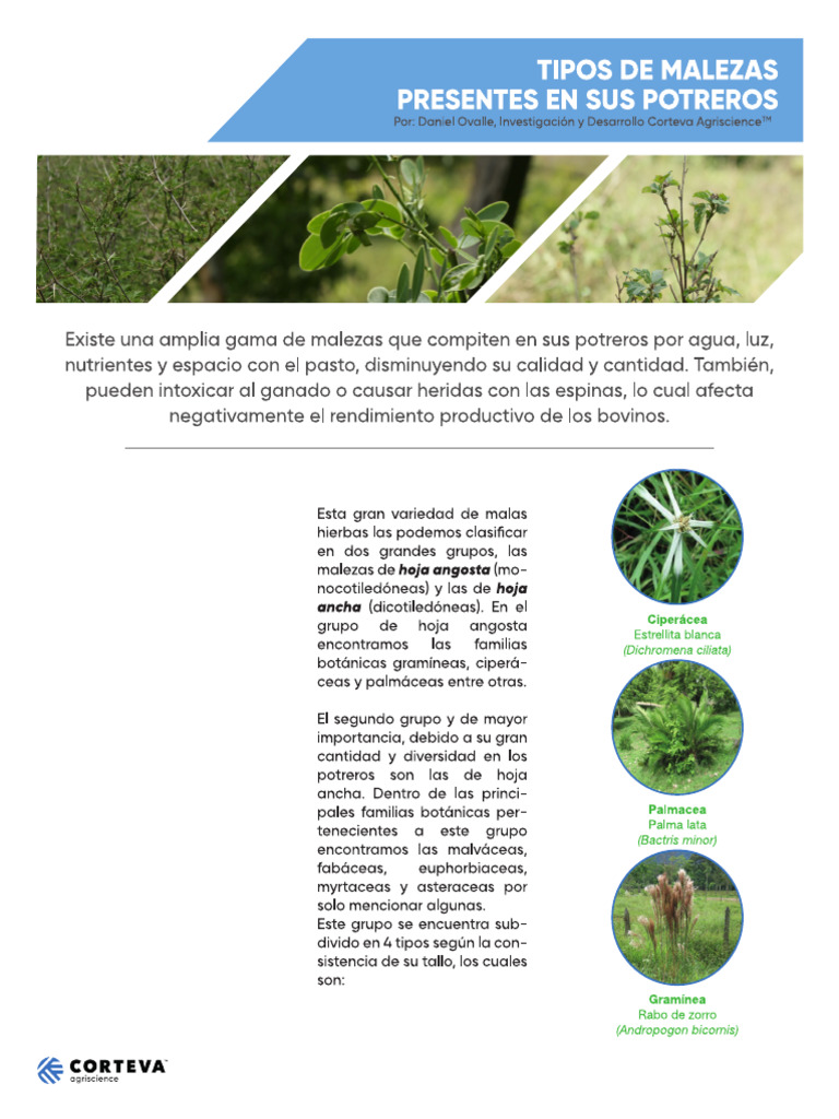 Supertip Nov 2020 | PDF