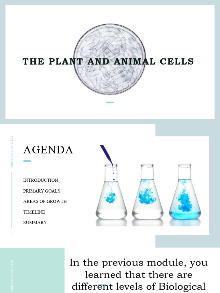 The Plant and Animal Cells | PDF | Endoplasmic Reticulum | Cell (Biology)