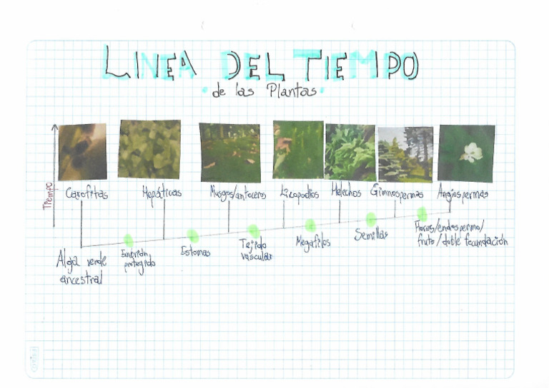 Evolución de Las Plantas | PDF