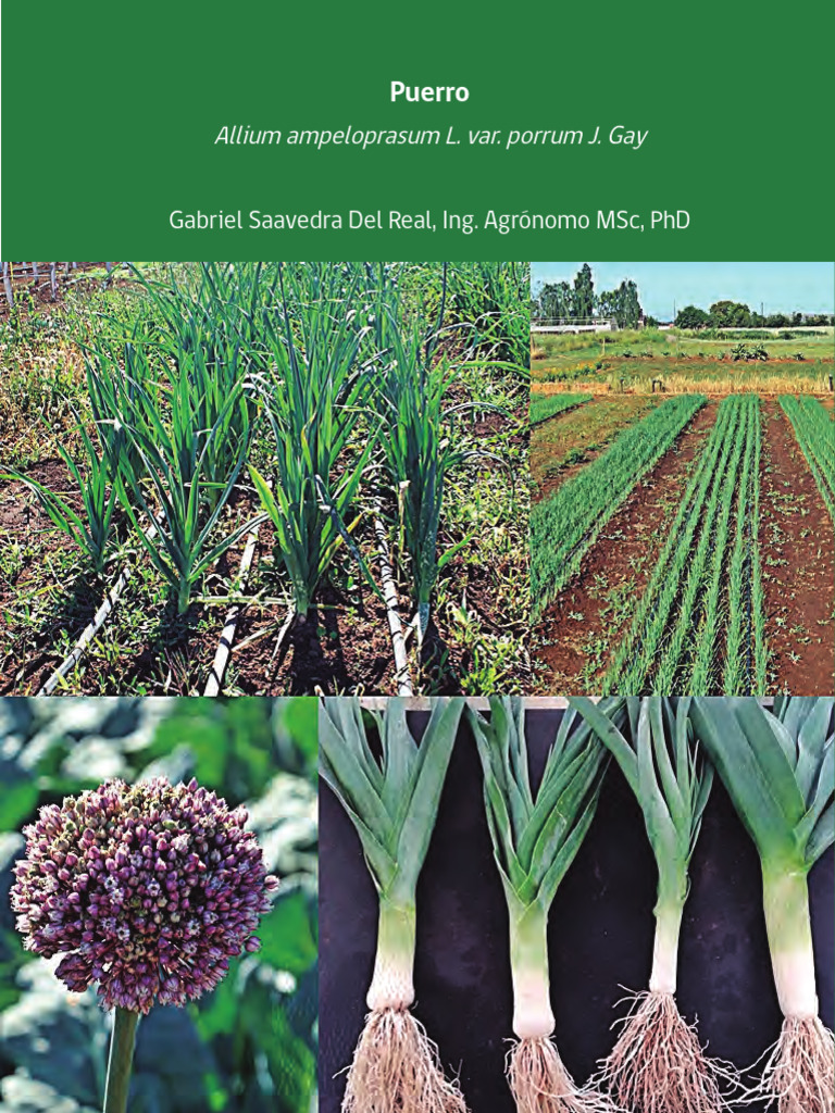 Cultivo y manejo del puerro en Chile | PDF