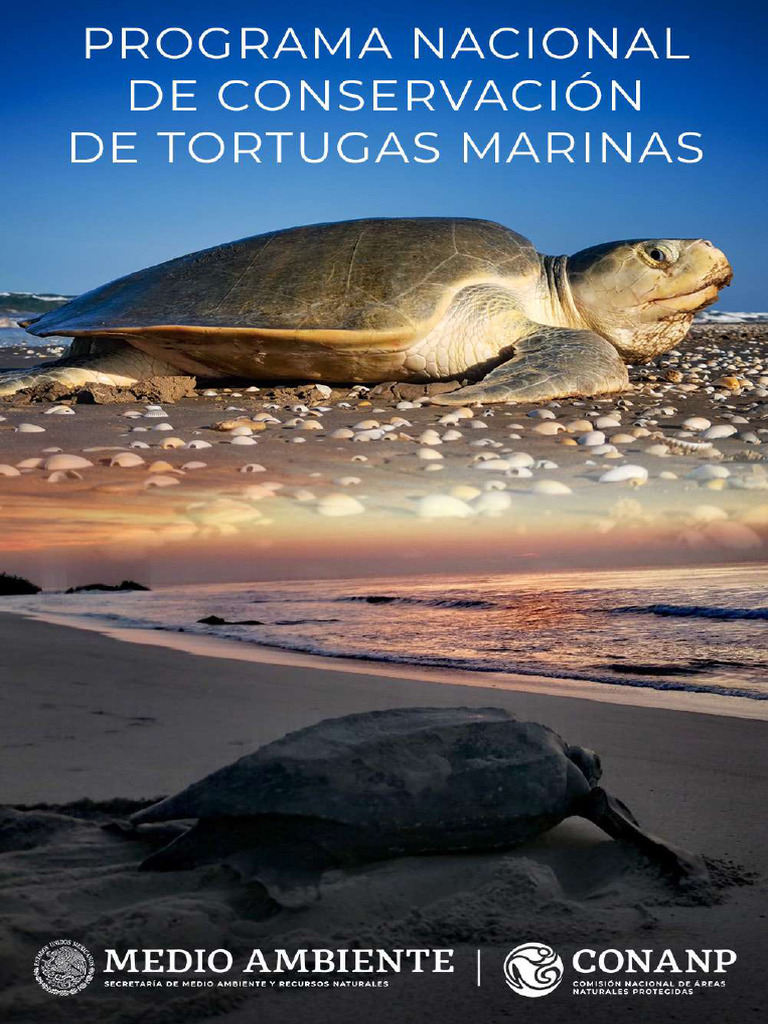 Programa Nacional de Conservacion de Tortugas Marinas | Descargar ...