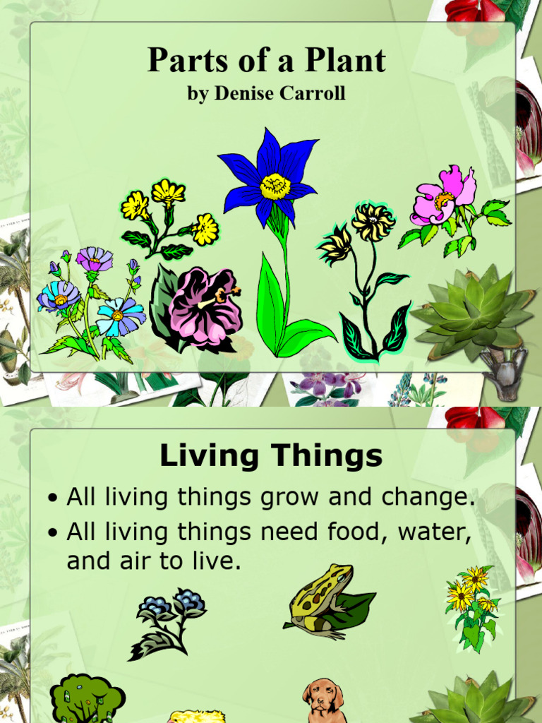 Plant Parts - PowerPoint | Download Free PDF | Seed | Plants