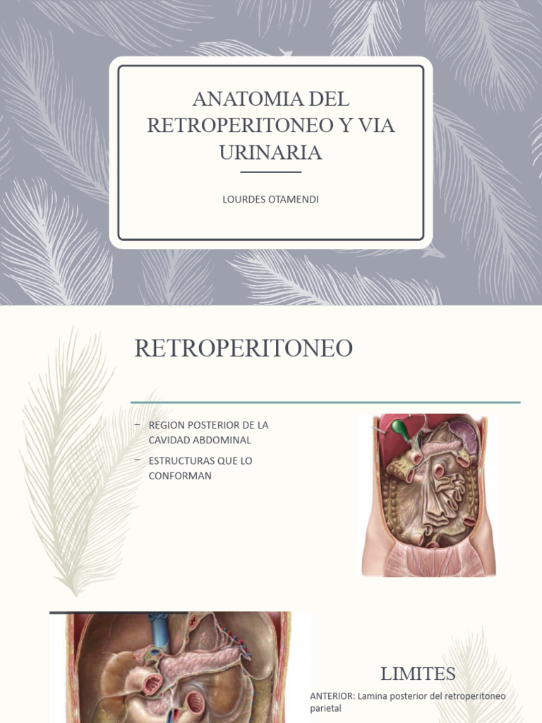 Anatomia Del Retroperitoneo y Via Urinaria 2021 | Descargar gratis PDF ...