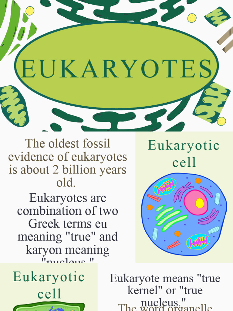 Eukaryotes: Four Kingdoms Explained | PDF