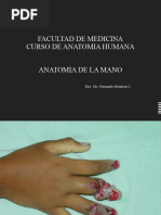 Anatomía de la Mano: Región Palmar y Dorsal | PDF | Mano | Anatomía humana