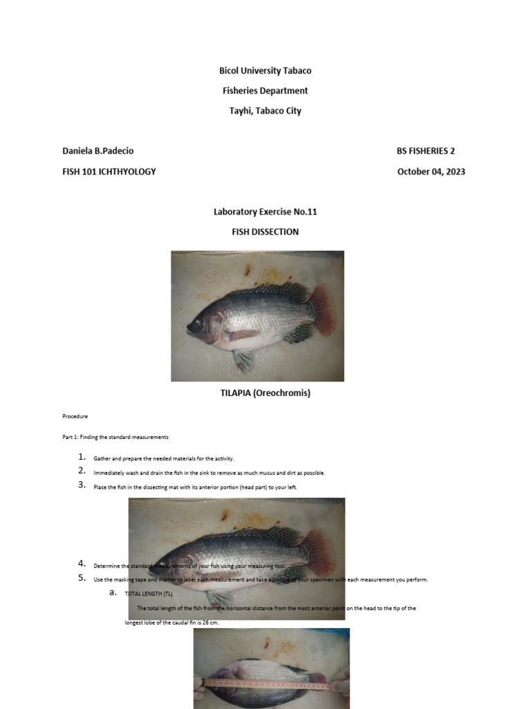 Laboratory Exercise No.11 | PDF | Gill | Fish