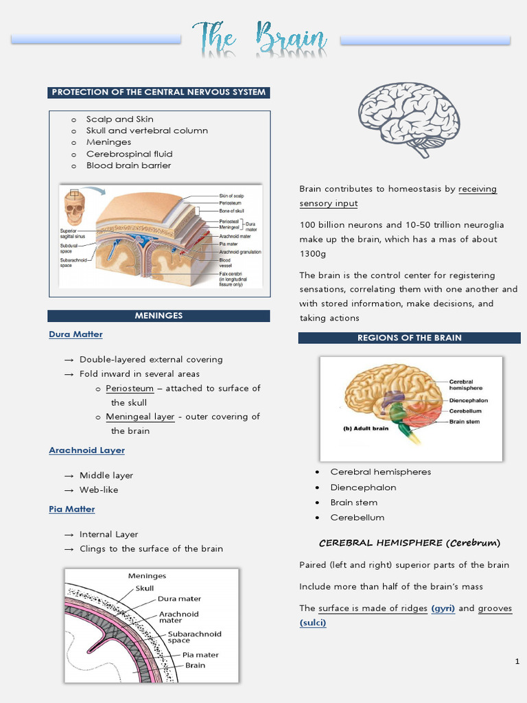 BRAIN | PDF