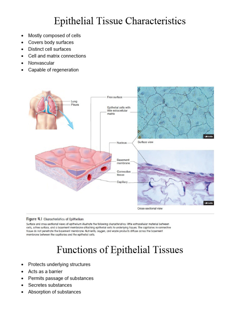 Tissues (Notes) | Download Free PDF | Epithelium | Connective Tissue