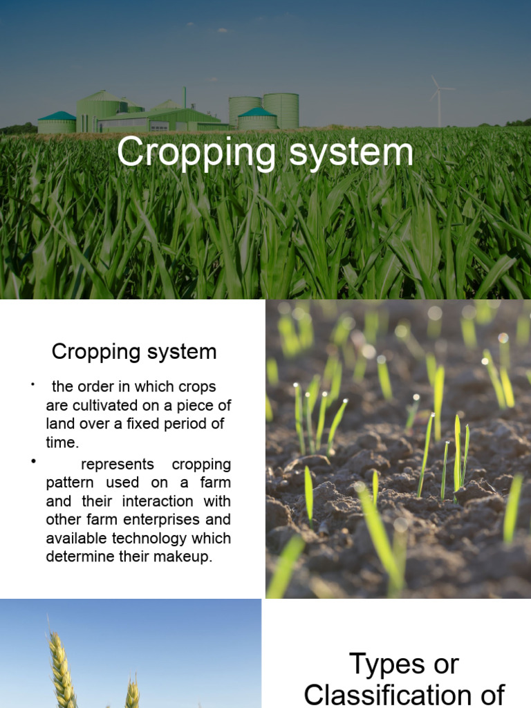Cropping System Revised | PDF | Crop Rotation | Agriculture