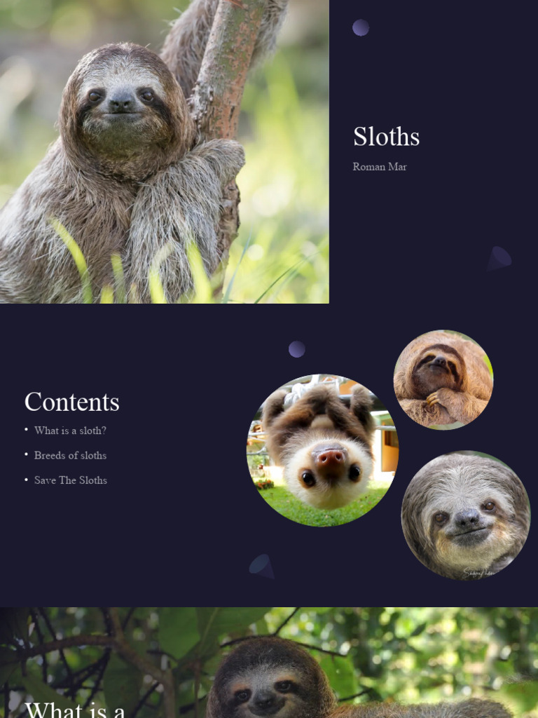Sloths | PDF | Mammal Orders | Herbivorous Animals