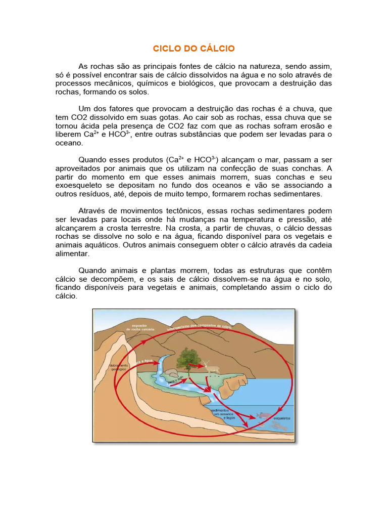 Ciclo Do Cálcio COMPLETO | PDF