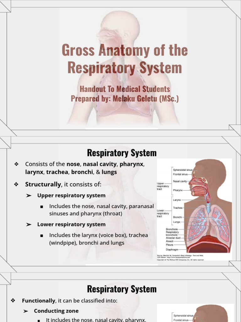 Gross Anatomy of The Respiratory System - 3 | PDF