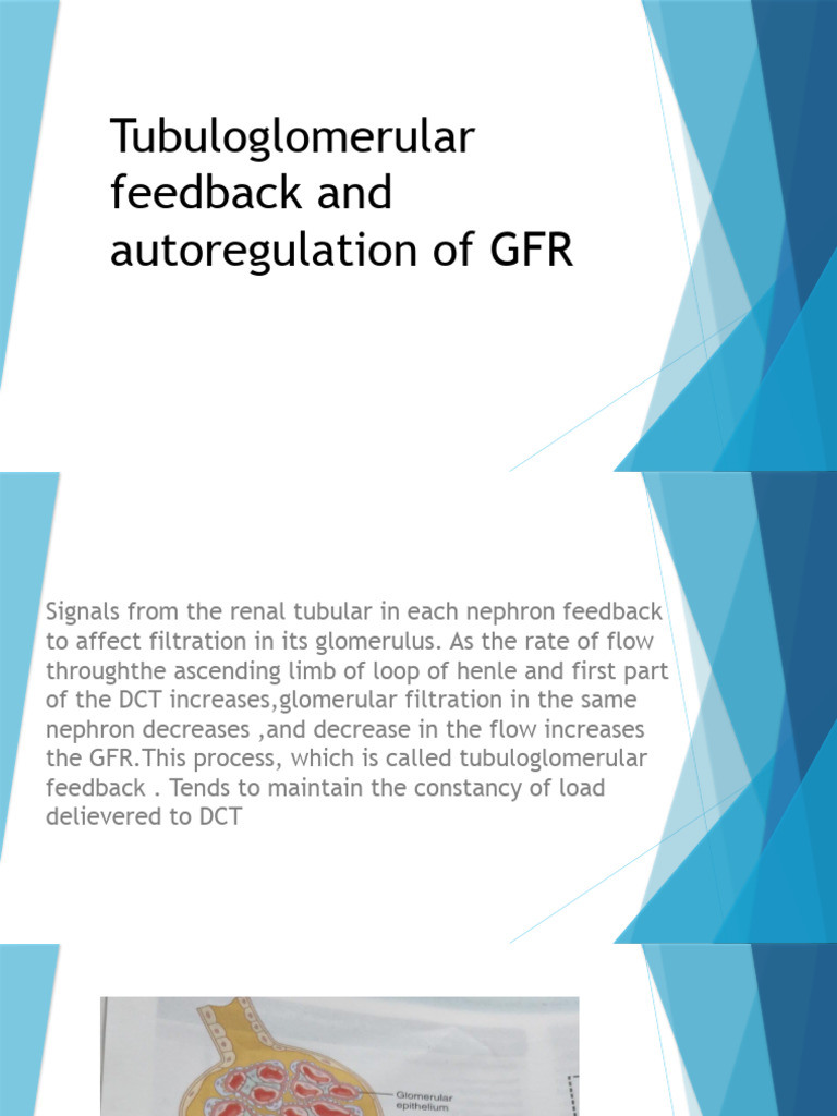 Tubuloglomerular Feedback and Autoregulation of GFR | PDF