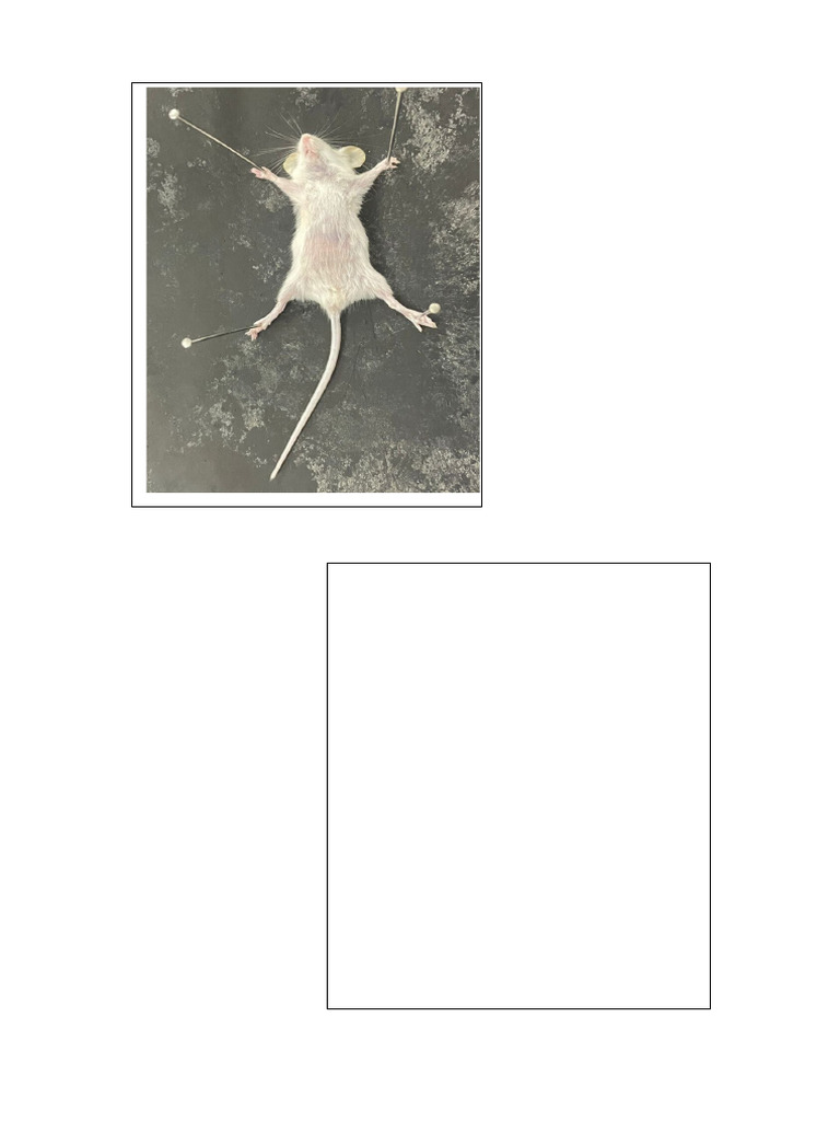 Tikus Lab Bio | PDF