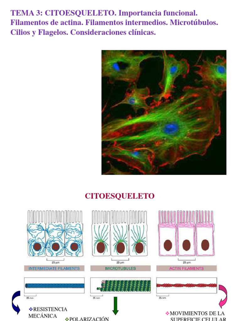 Tema 3 Citoesqueleto | PDF | Actina | Microtúbulos