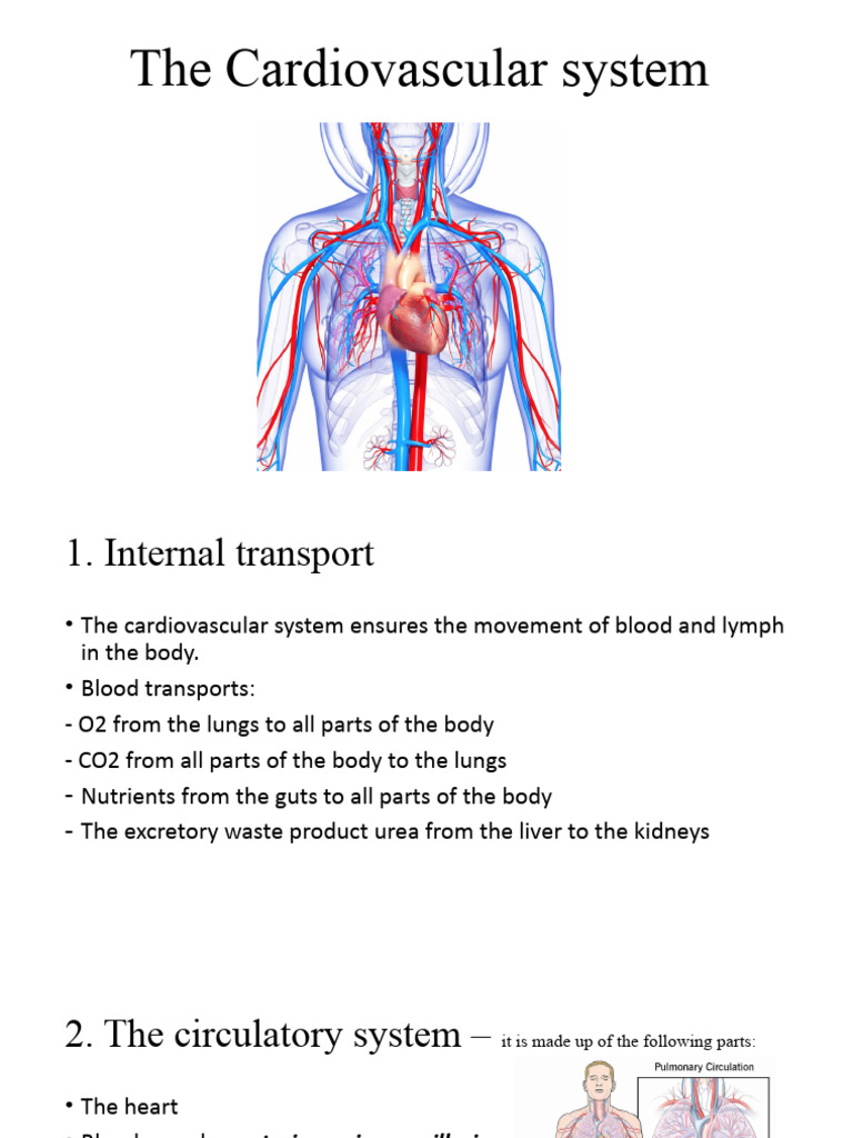 9th Grade - Cardiovascular System | PDF | Travel