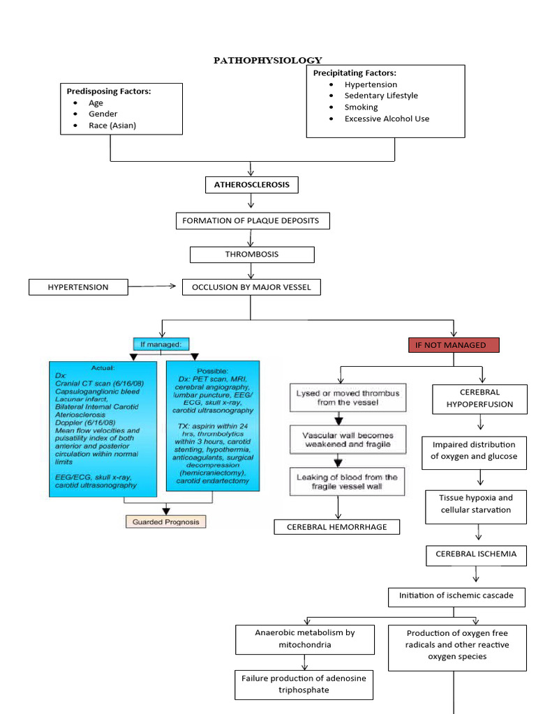 Cva Pathophysiology | Download Free PDF | Ischemia | Causes Of Death