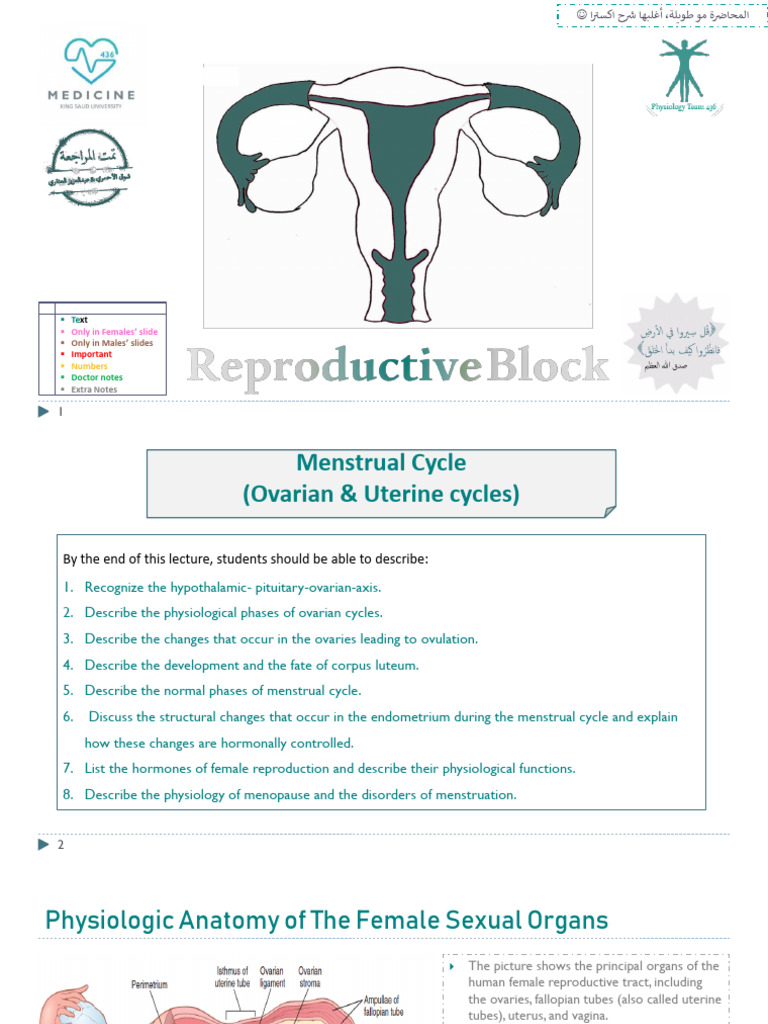 2,3 Menstrual Cycle (Ovarian & Uterine Cycles) | PDF