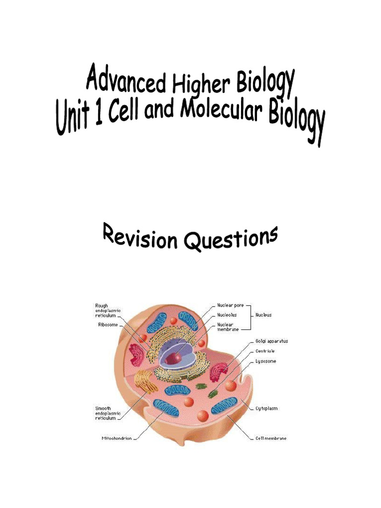 Ah Bio Unit 1 Revision Questions | PDF | Carbohydrates | Glucose