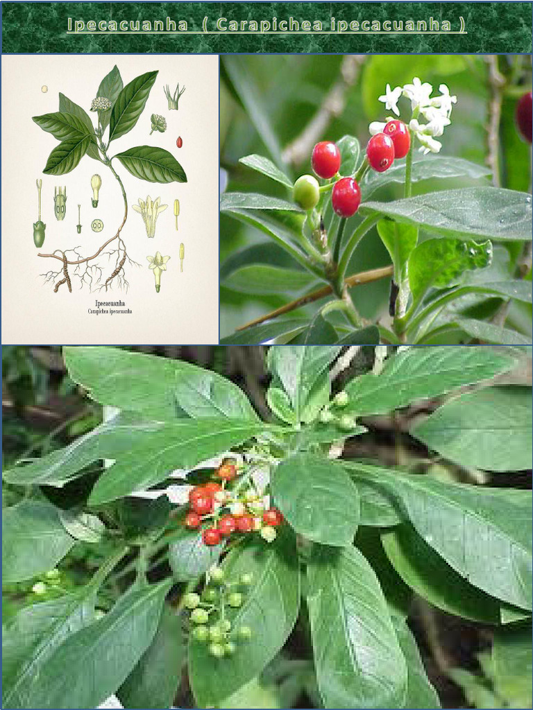 Ipecacuanha | PDF