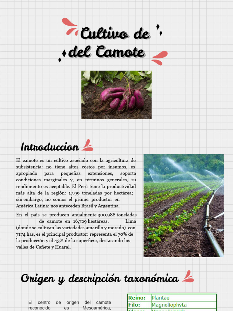 Camote 2021 Okok | PDF