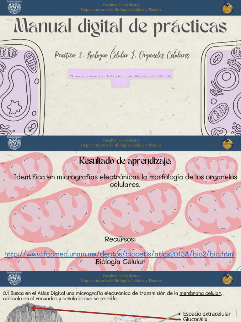 Manual de Prácticas: Biología Celular | PDF | Citoplasma | Técnicas de laboratorio.