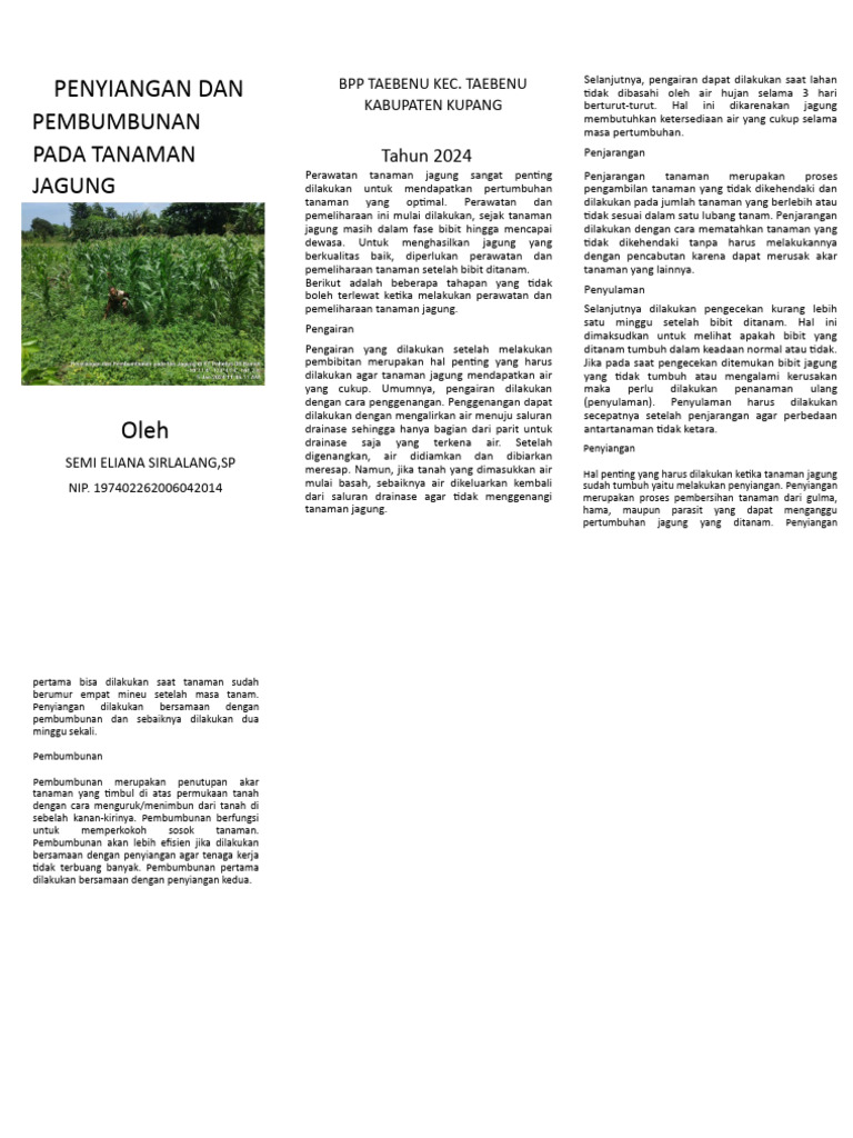 Penyiangan Dan Pembumbunan Pada Tanaman Jagung | PDF
