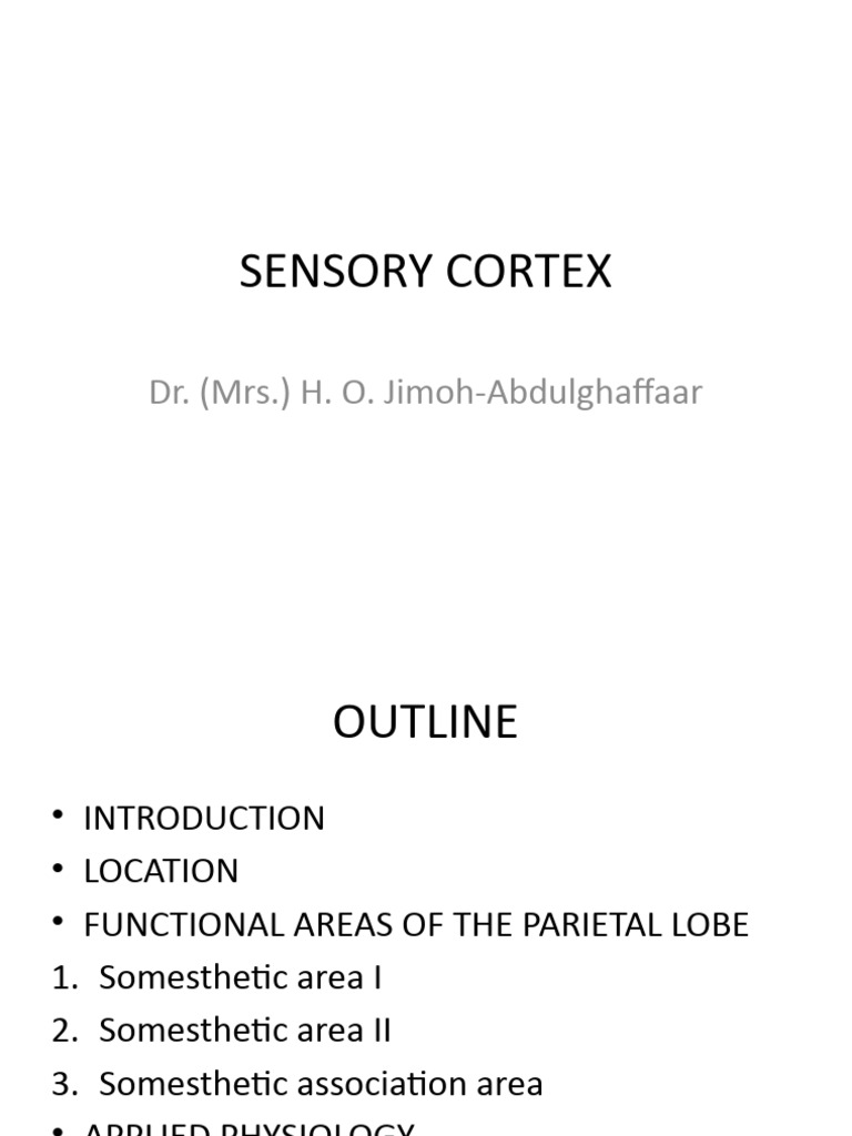 6.sensory Cortex | PDF | Somatosensory System | Parietal Lobe