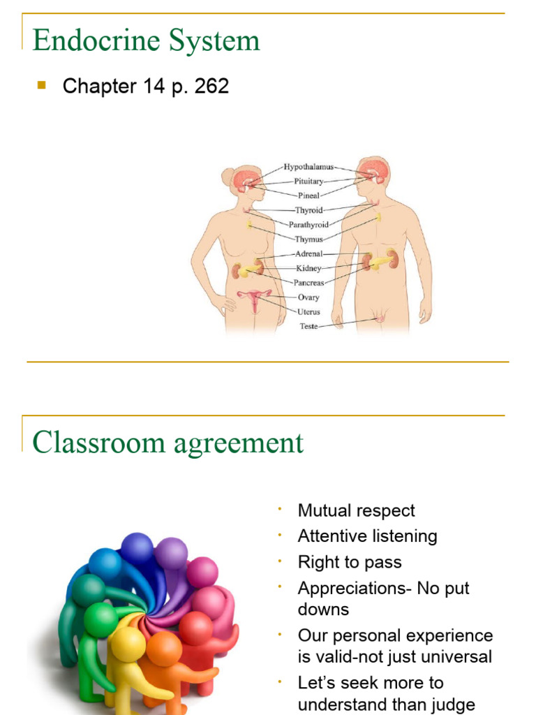 Week 12 Endocrine System Student | PDF