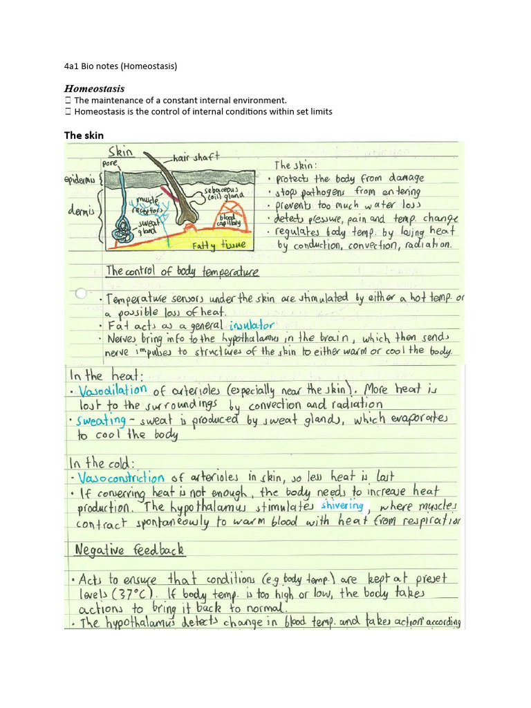 4a1 Bio Notes (Homeostasis) | PDF