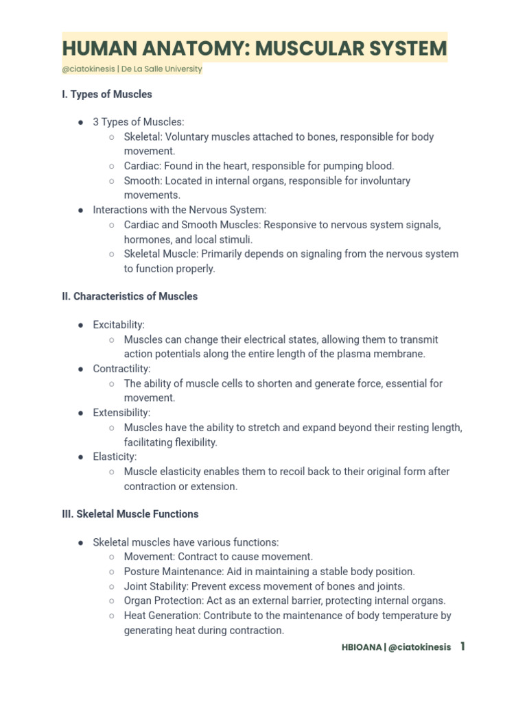 Human Anatomy Notes On Muscular System | PDF