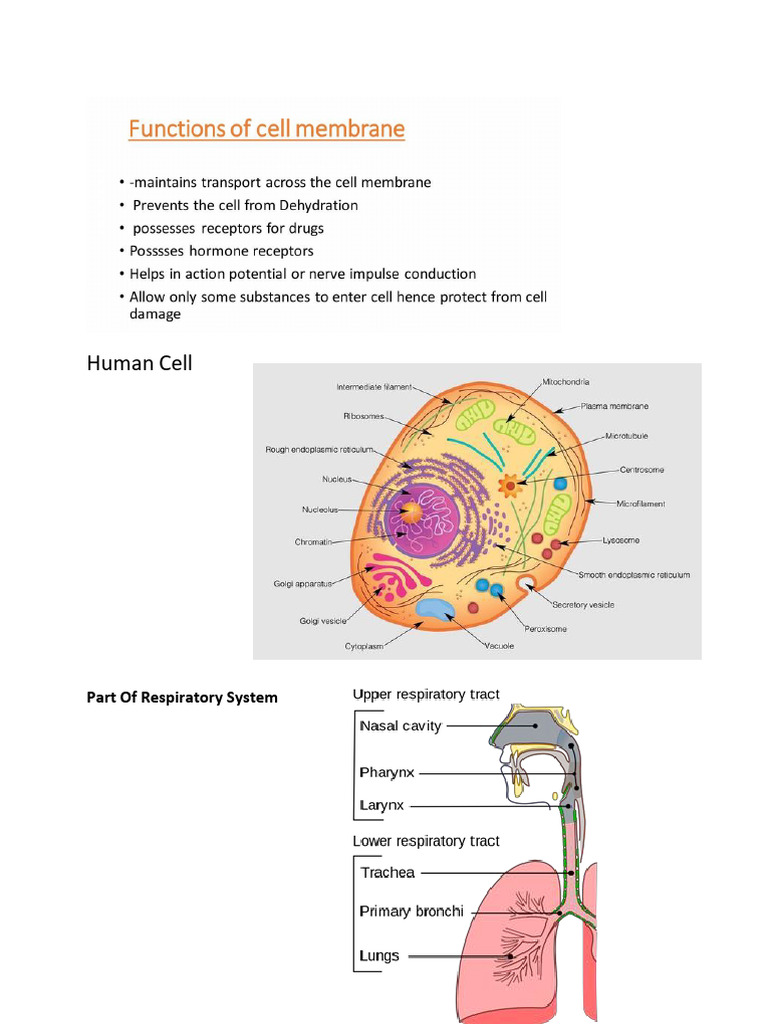 Human Cell | PDF