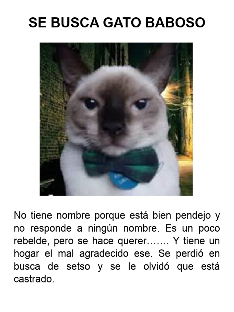 Se Busca Gato Baboso | PDF