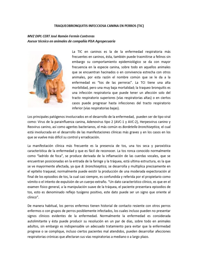 Traqueobronquitis Infecciosa Canina | PDF | Tos | Bronquitis