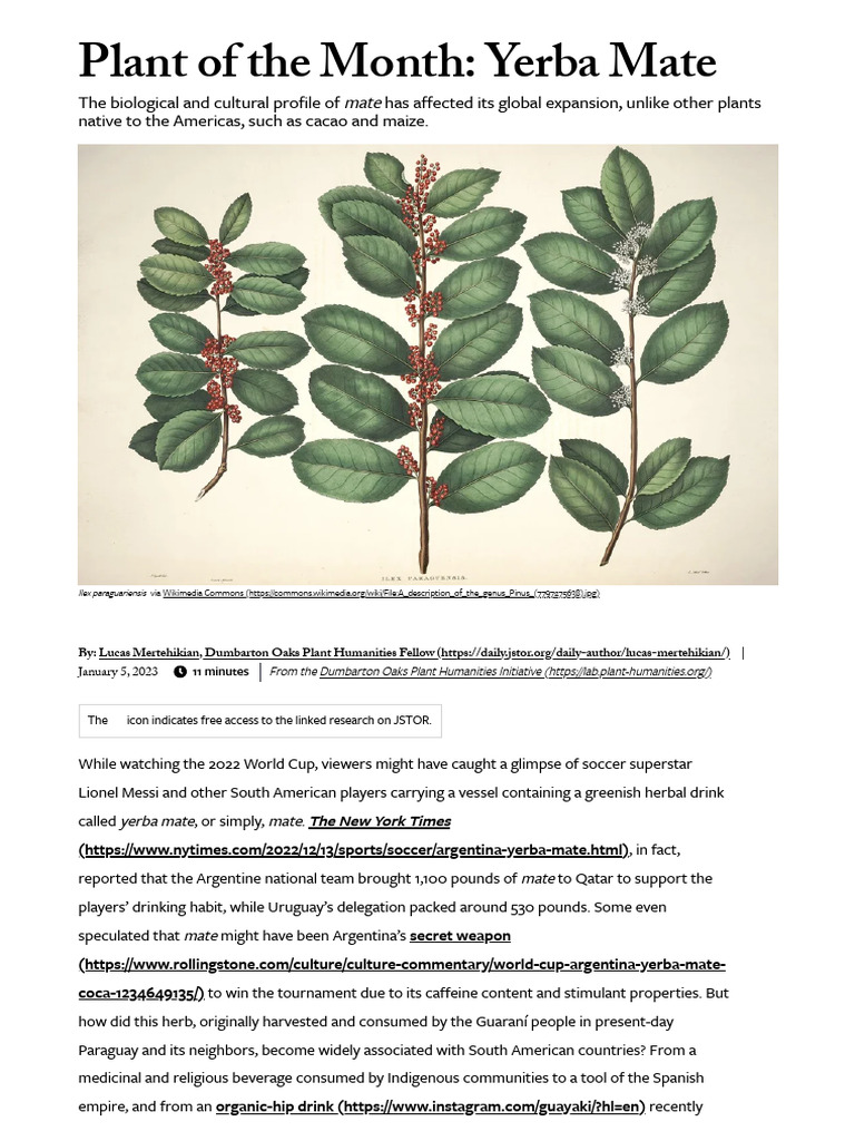 Plant of The Month - Yerba Mate - JSTOR Daily | PDF