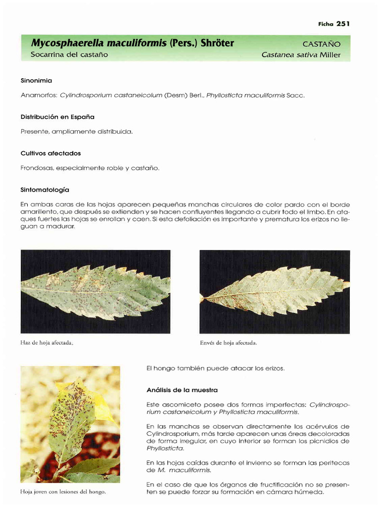 FD - 251 - Mycosphaerella Maculiformis - CASTAO | PDF