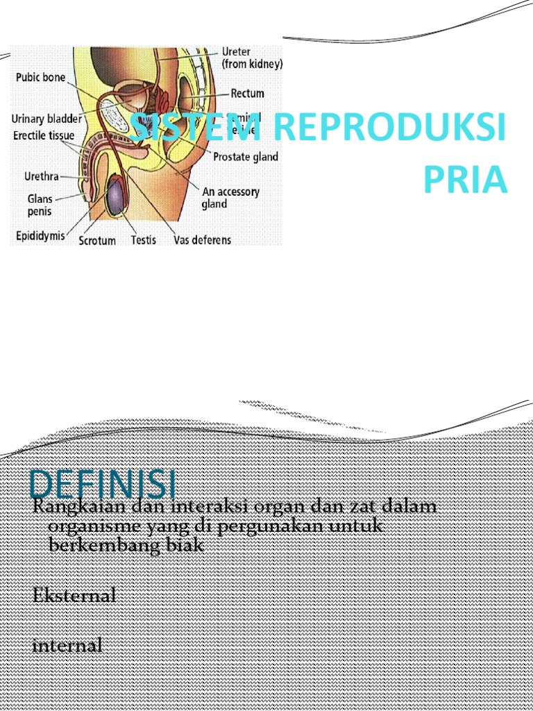 Reproduksi Pria | PDF