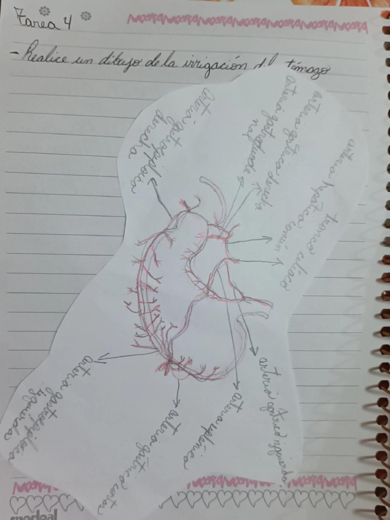 Tarea 4 Lab. Anatomia 2 | PDF