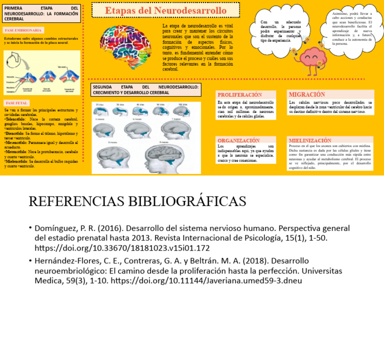 Etapas Del Neurodesarrollo | PDF | Cerebro | Neurona