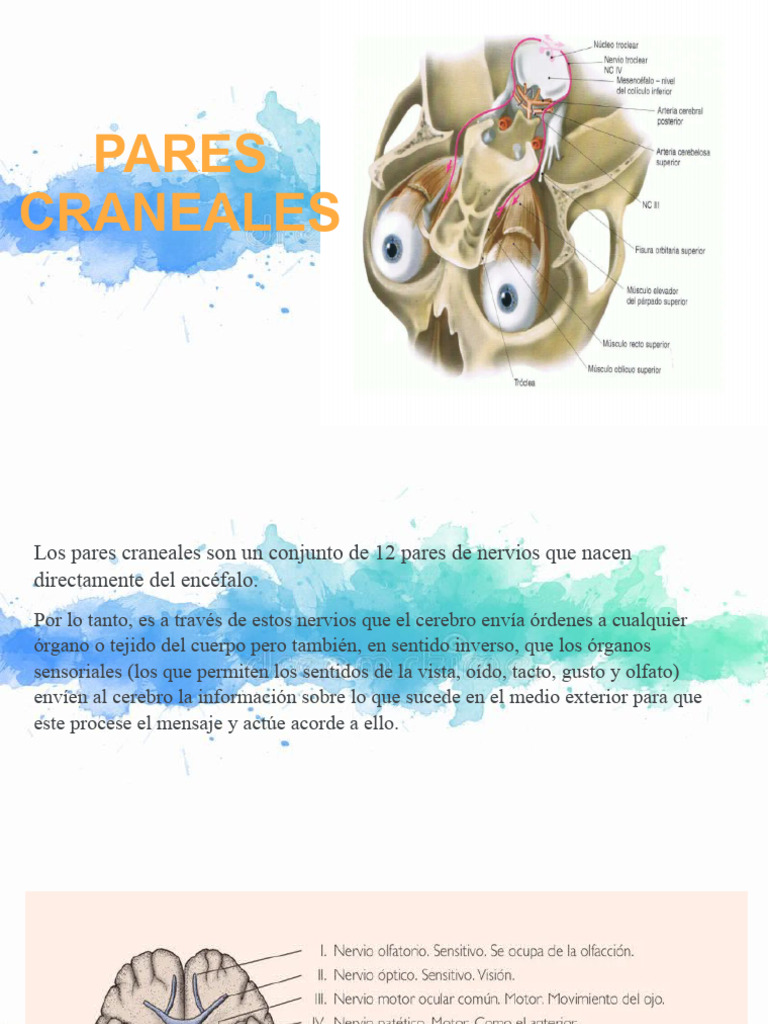 Guía de los 12 Pares Craneales | PDF | Sistema nervioso | Cerebro