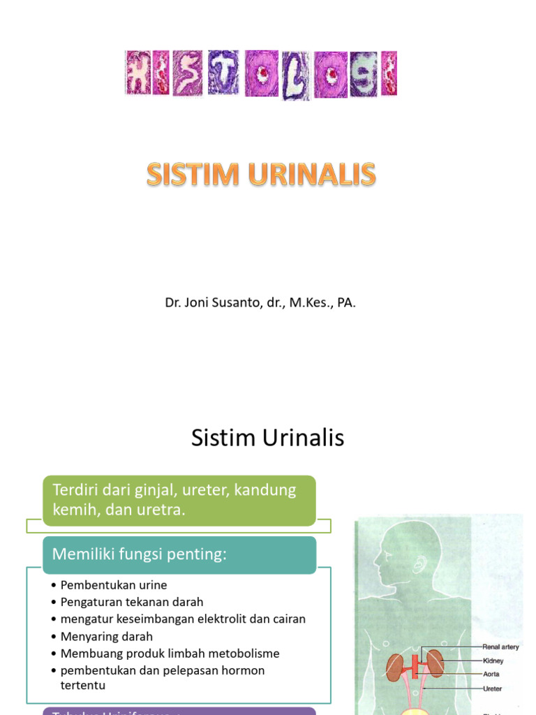 The Urinary System - BLOX 23 IND | PDF