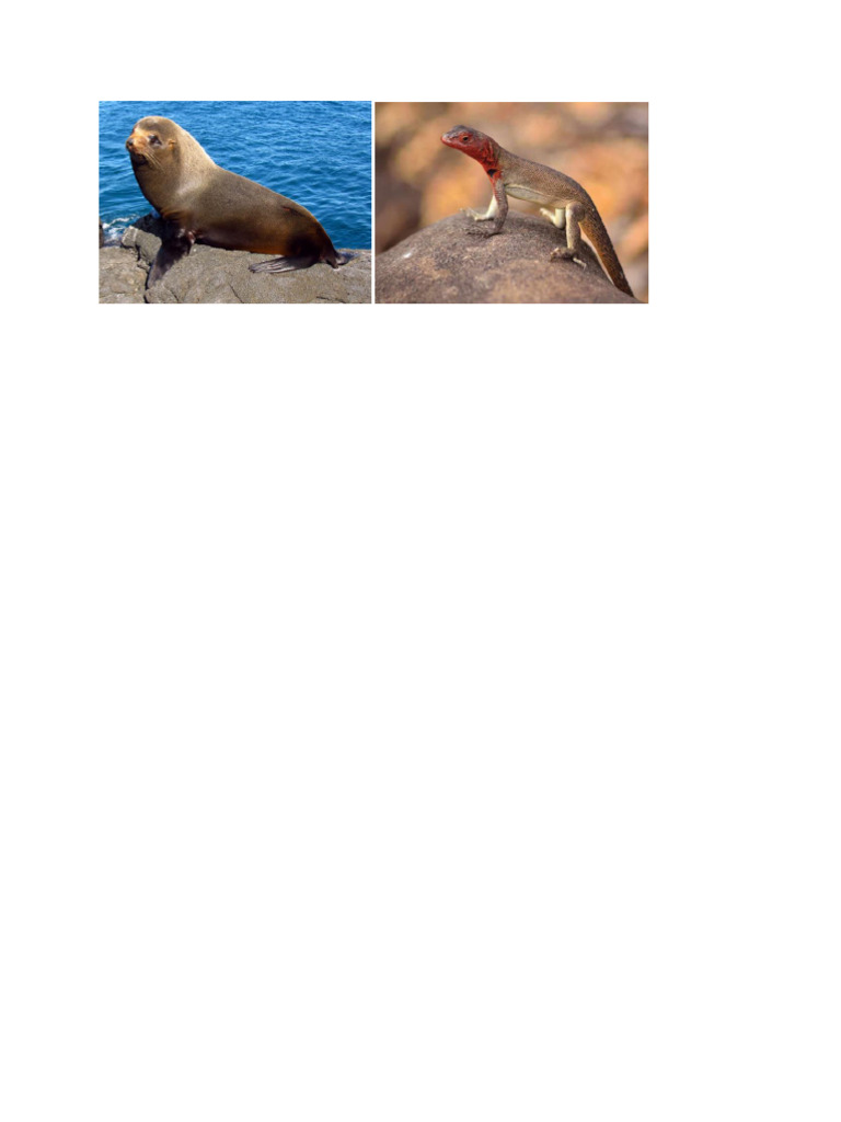 Animals Galap. | PDF