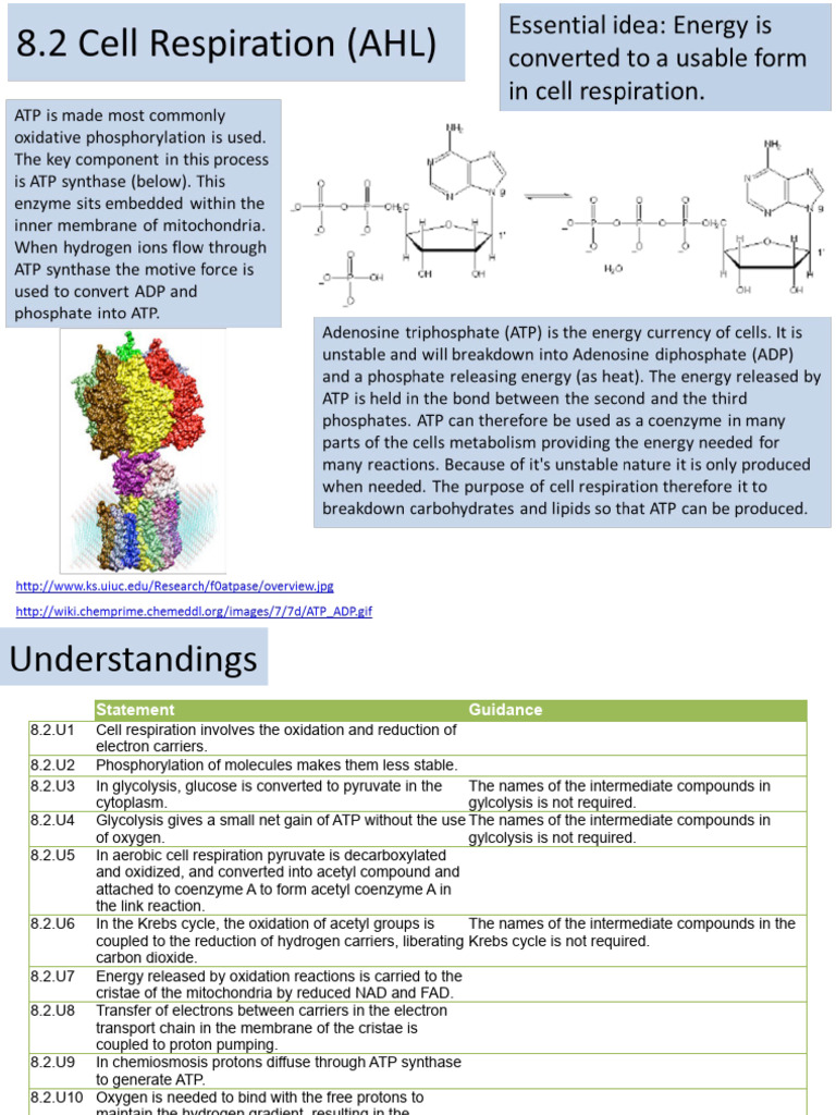 8.2 Cellular Respiration | PDF | Cellular Respiration | Electron ...