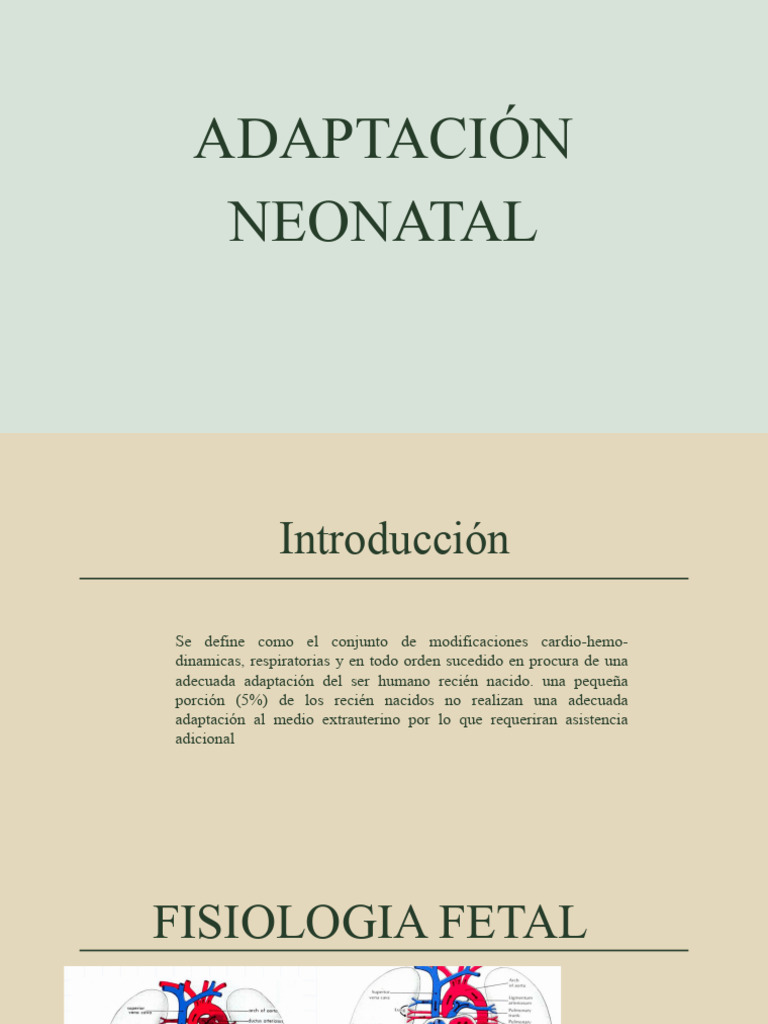 Adaptación Neonatal: Proceso y Evaluación | PDF