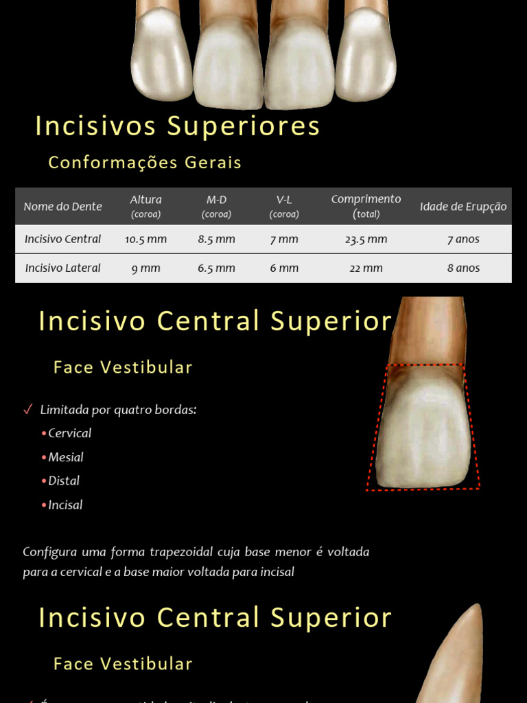 Anatomia dos Incisivos Superiores | PDF