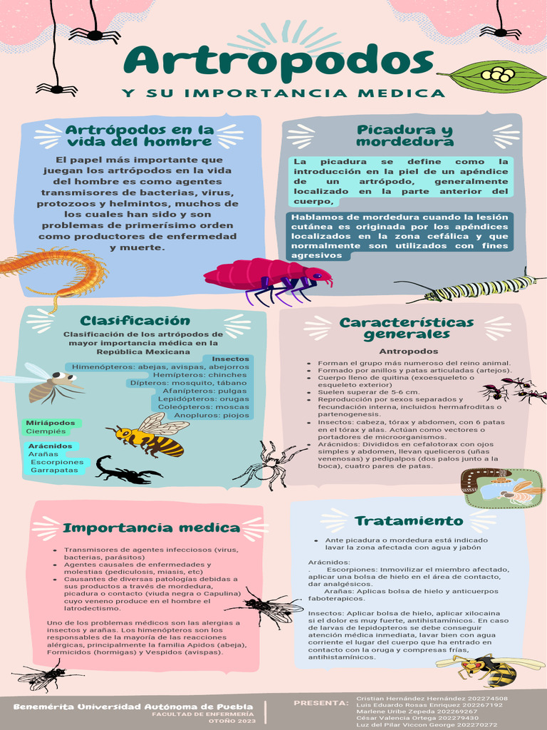 Infografia Artropodos | PDF | Insectos | Araña
