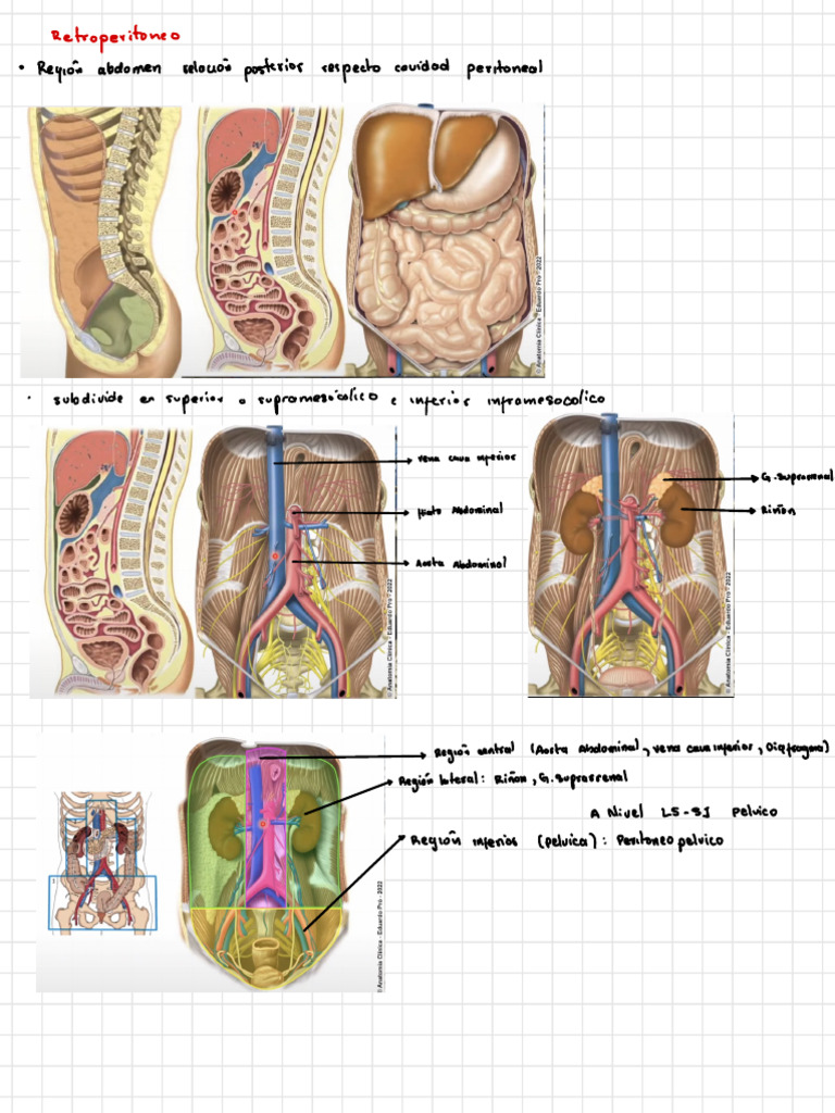 Anatomía de la Región Retroperitoneal | PDF