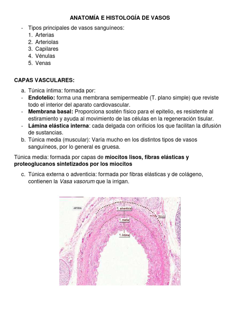 Anatomía e Histología de Vasos | PDF