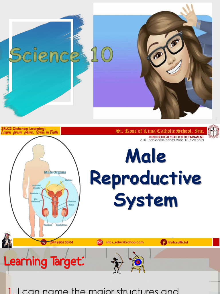 Male Reproductive System | PDF