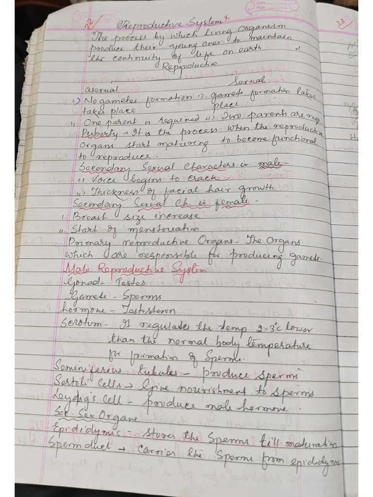Reproductive System Pdf